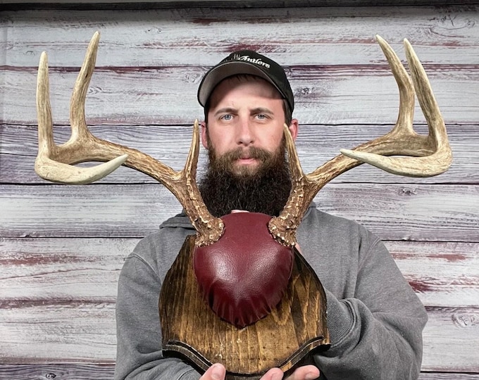 Perfect 8pt Whitetail Skull Cap Antler Horn Deer Mount Taxidermy Rack ...