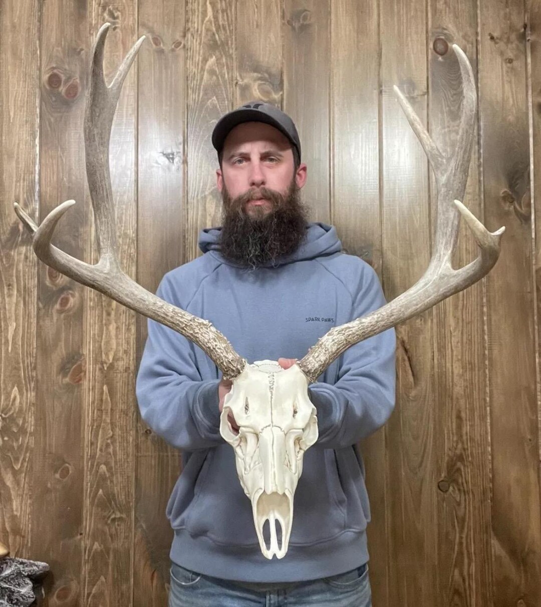 Dark Tall 4x3 Mule Deer Antler Horn Fake Skull Mount Taxidermy Rack Man Cave - Etsy