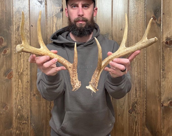 8pt Whitetail Deer Antler Set - Dark, Massive Cut Antlers - Etsy