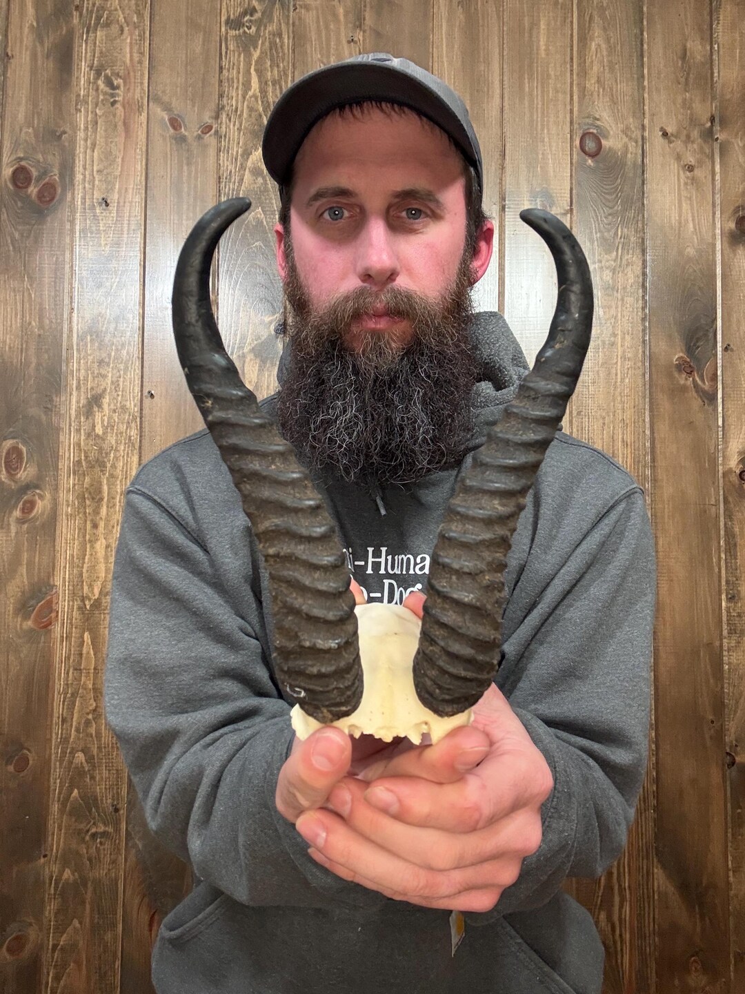 Real African Male Springbok Skull Cap Horn Mount Taxidermy Man Cave ...