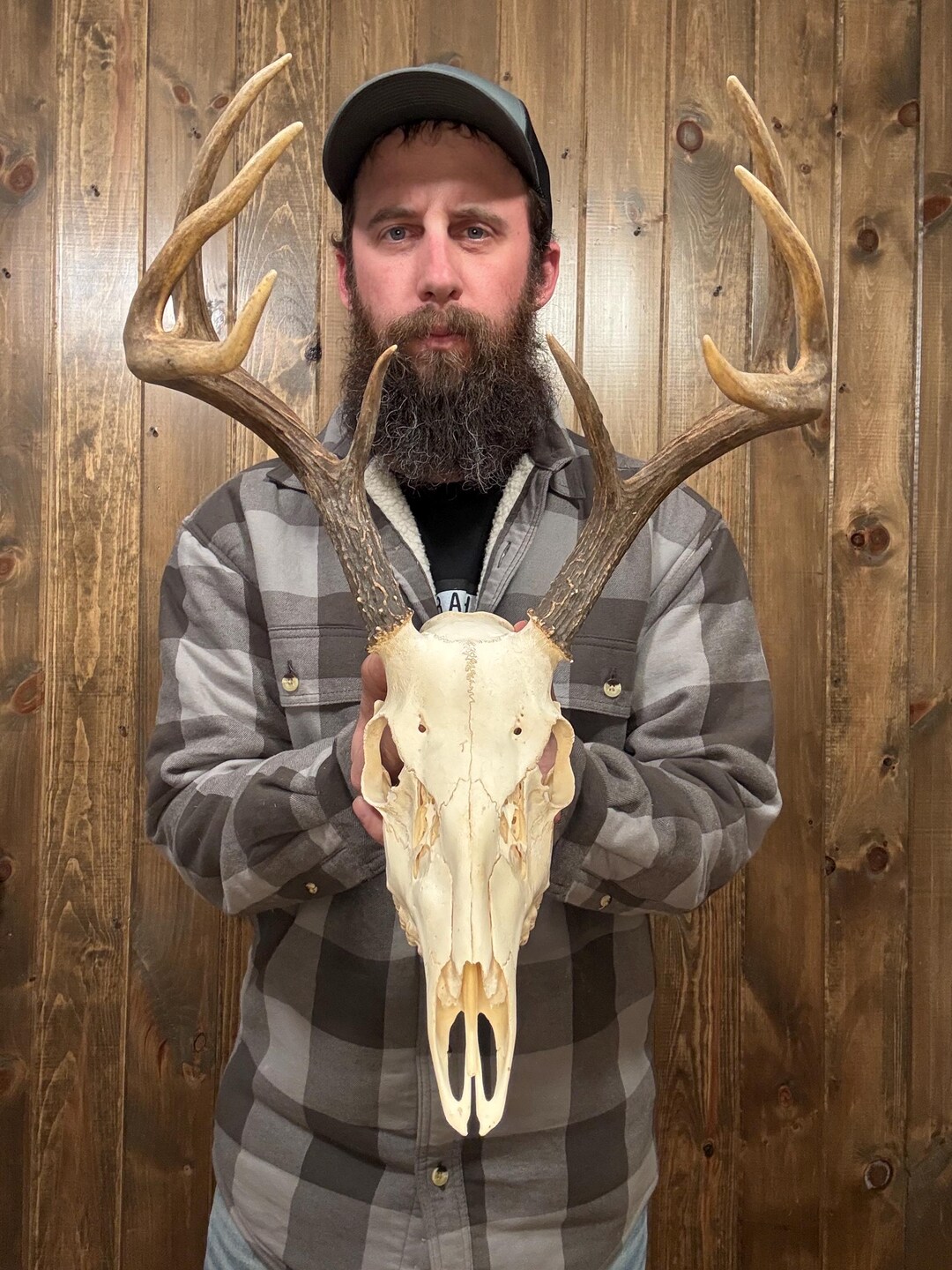 Dark Beautiful Real 8pt Whitetail Skull Antler Horn Deer Mount ...