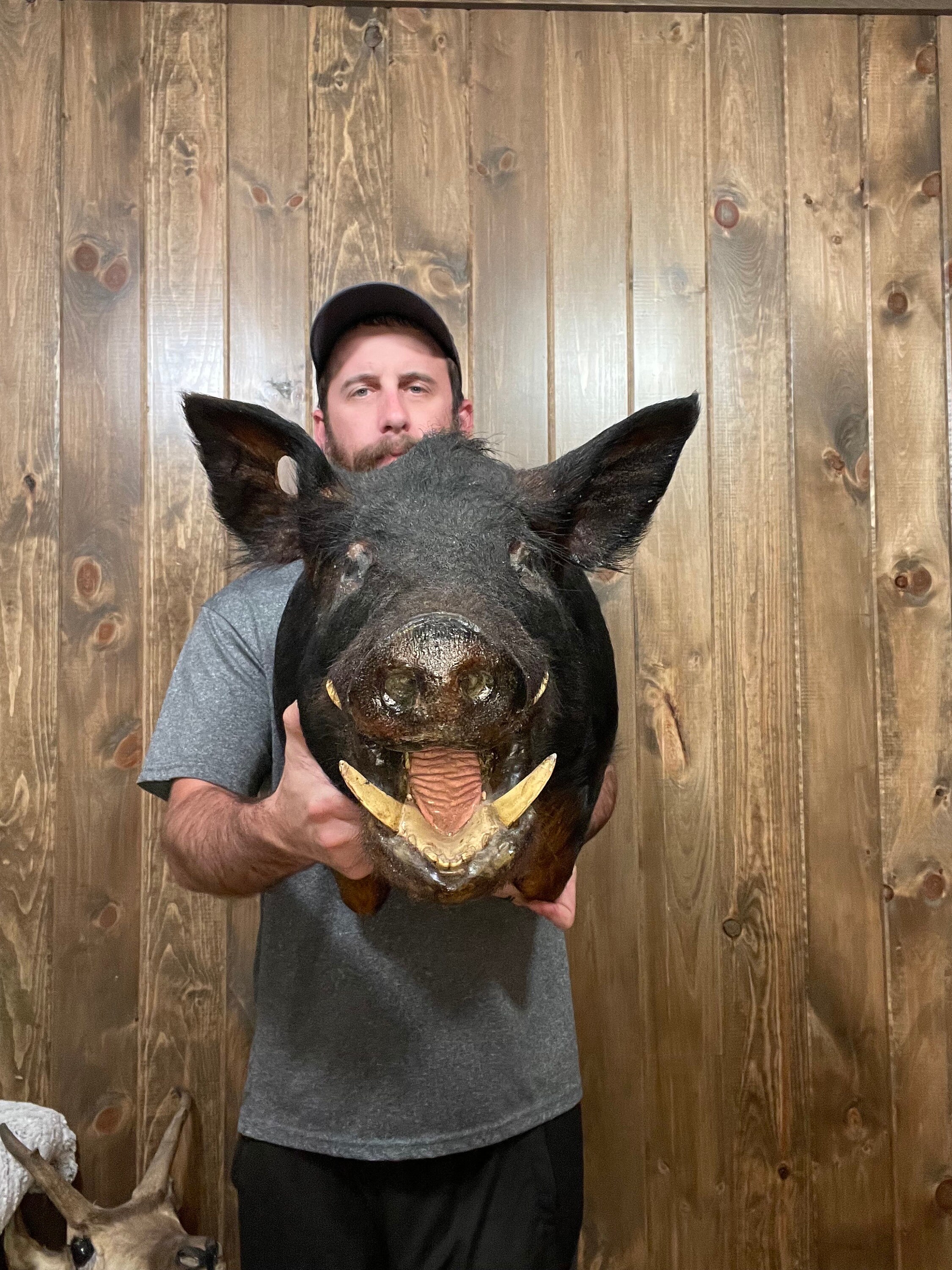 Vintage Black Wild Pig Shoulder Mount Taxidermy Feral Hog Boar Man Cave ...