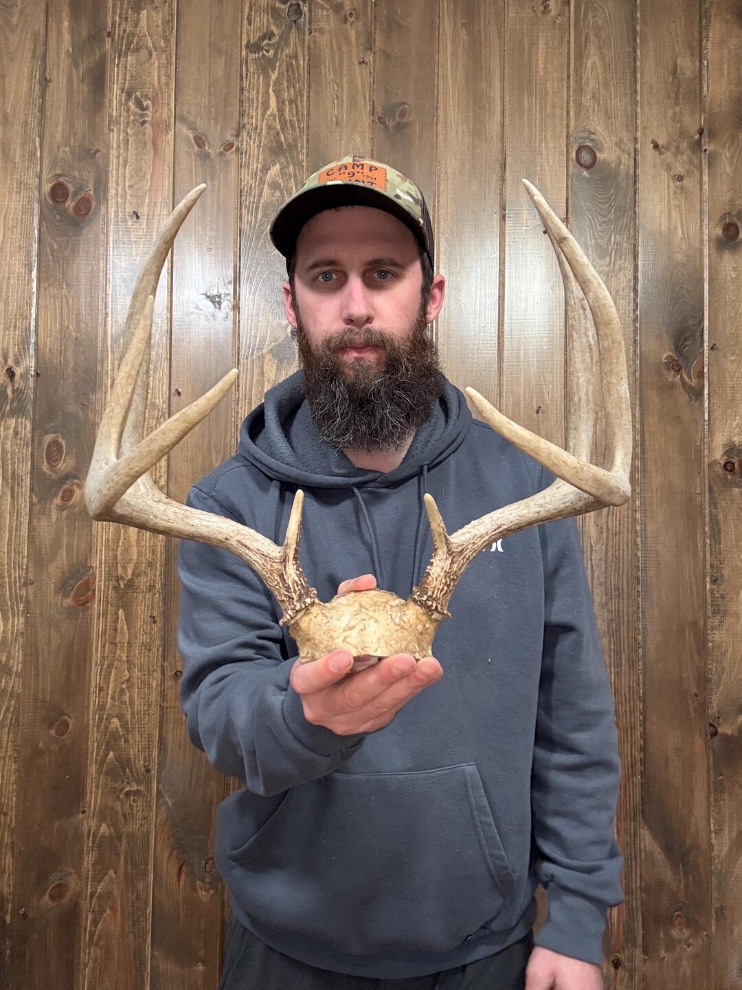 Dark Tall 8pt Whitetail Skull Cap Antler Horn Deer Mount Taxidermy Rack ...