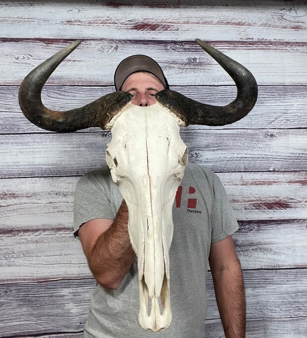 Real African Blue Wildebeest Skull Horn Mount Taxidermy Man - Etsy