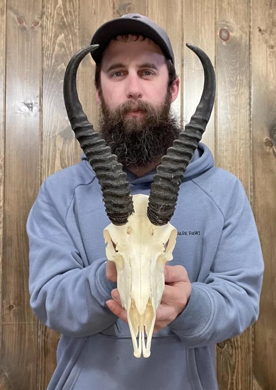 Real African Male Springbok Skull Horn Mount Taxidermy Man Cave Cabin ...