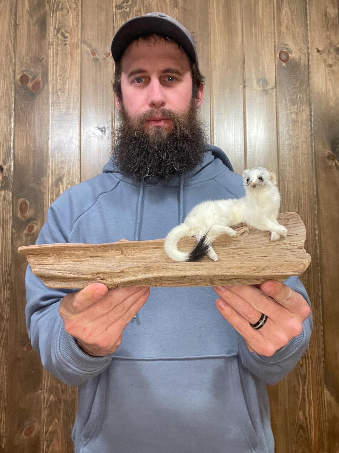 Beautiful Full Body White Weasel Mount on Driftwood Taxidermy Mammal ...