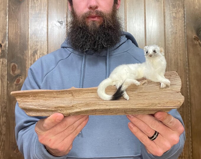 Beautiful Full Body White Weasel Mount on Driftwood Taxidermy Mammal ...