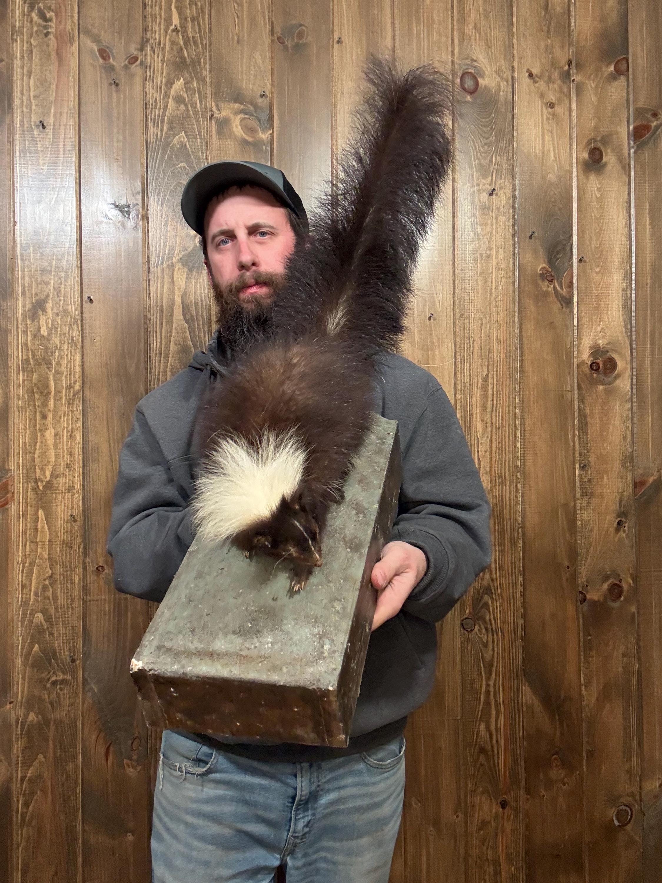 Decent Full Body Skunk Taxidermy: Rustic Cabin Decor Man Cave - Etsy