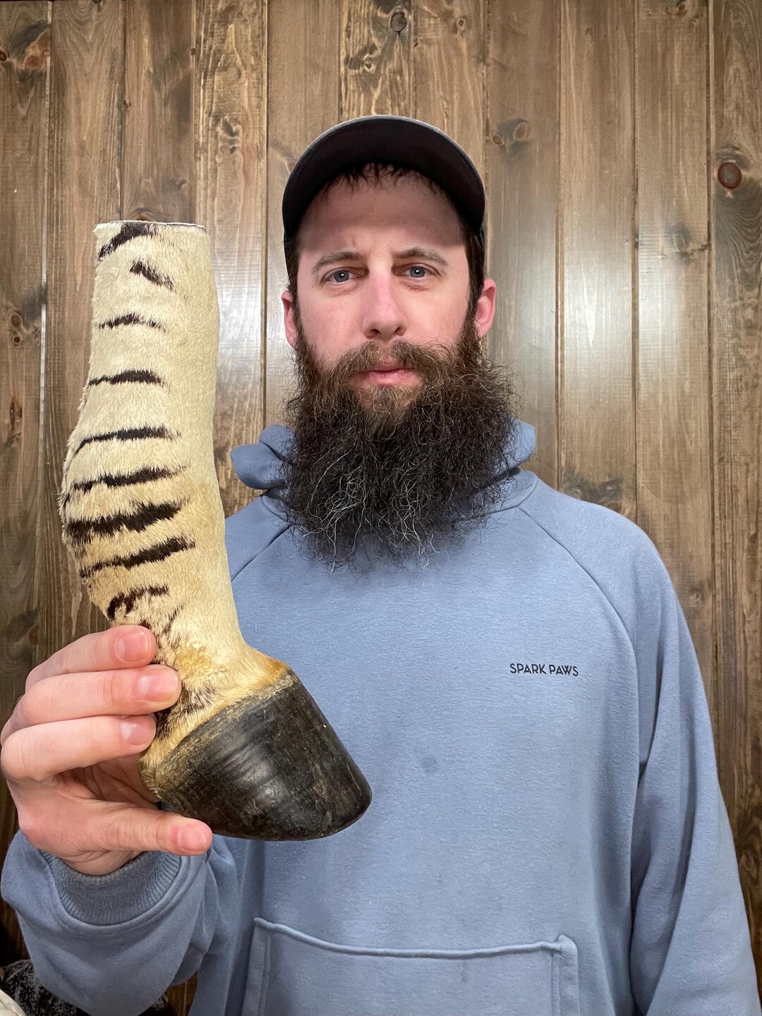 Real Authentic Taxidermy Zebra Foot 11” Tall Display African Animal Art ...