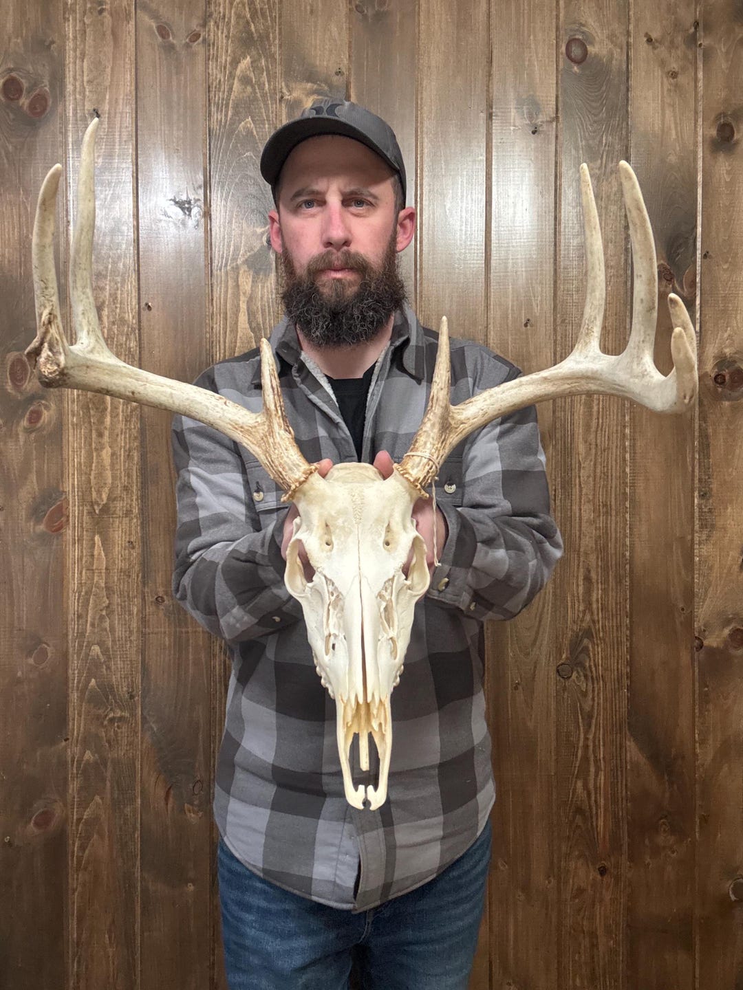Dark Mini Real 8pt Whitetail Skull Antler Horn Deer Mount Taxidermy ...