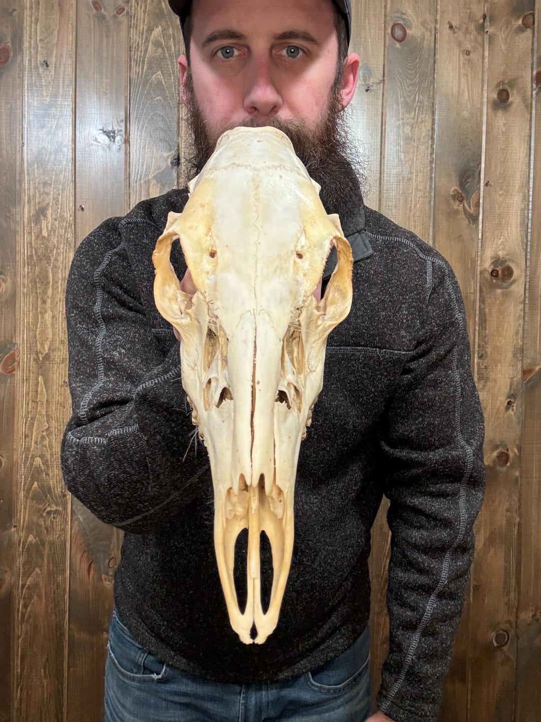 Real Whitetail Doe Skull Antler Horn Deer Mount Taxidermy Rack Cabin ...