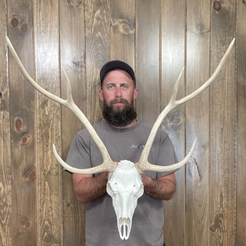 Fake Deer Skull - Etsy