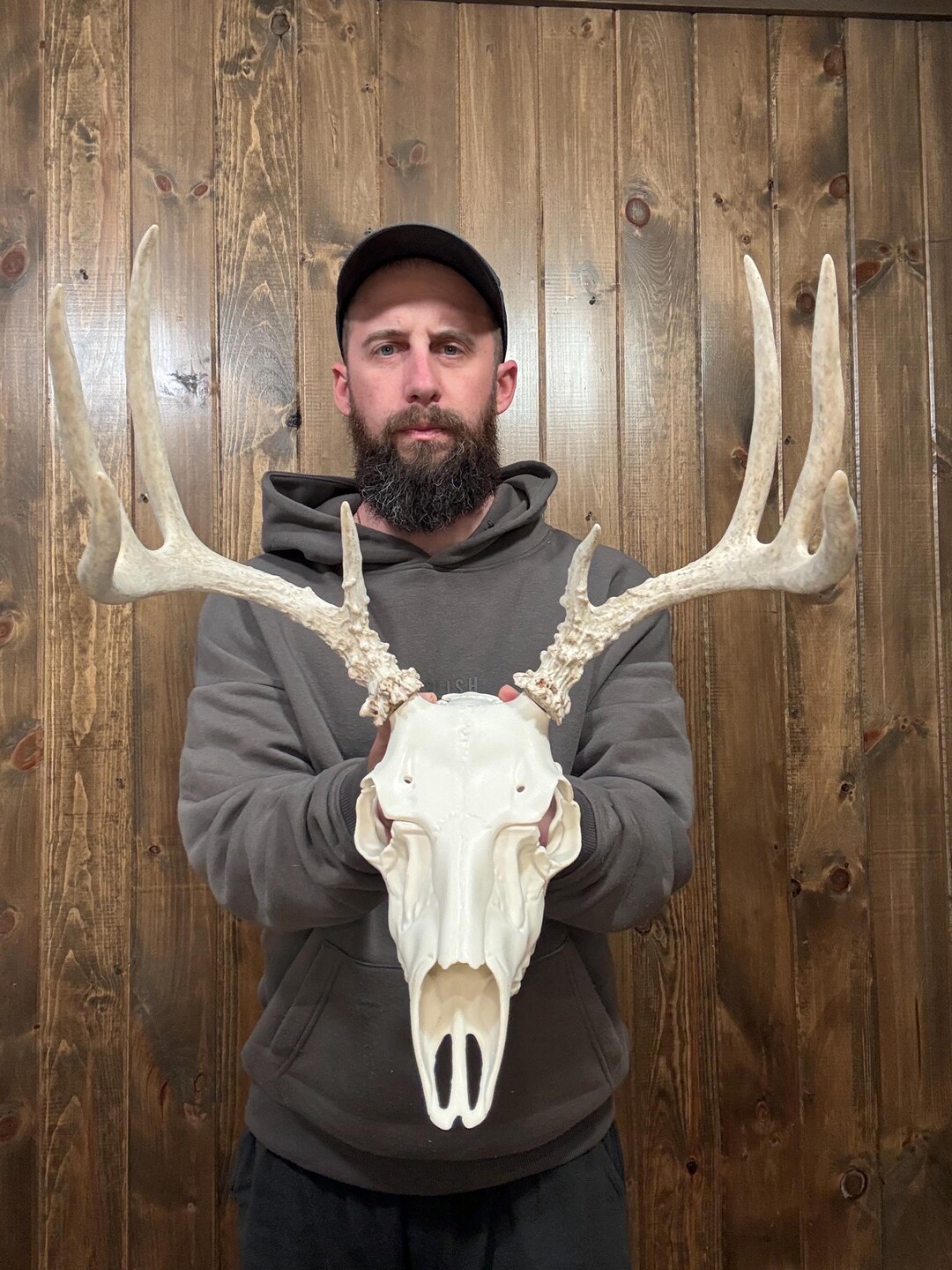 Mini Perfect 8pt Whitetail Antler Horn Deer Fake Skull Mount Taxidermy ...