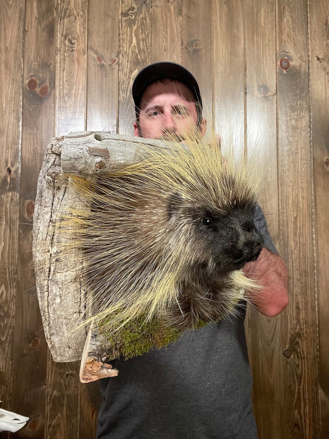 Beautiful Porcupine Shoulder “den” Mount Taxidermy Mammal Man Cave ...