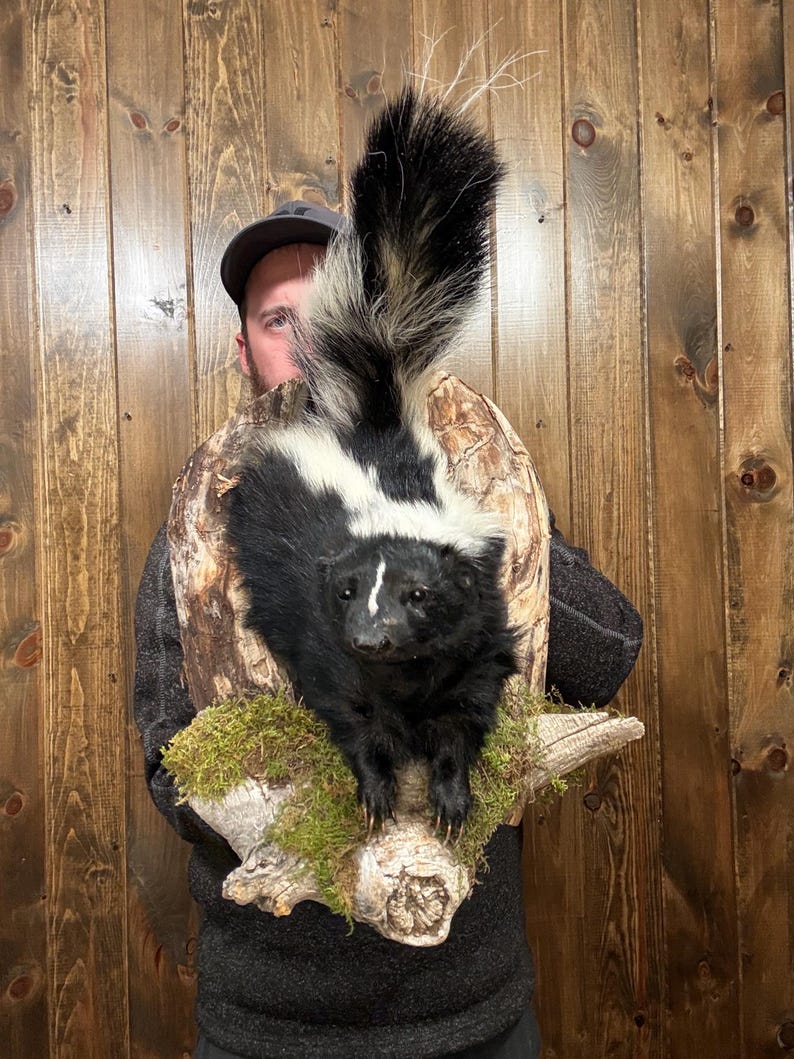 Skunk "den Mount" Taxidermy: Rustic Cabin Decor - Etsy
