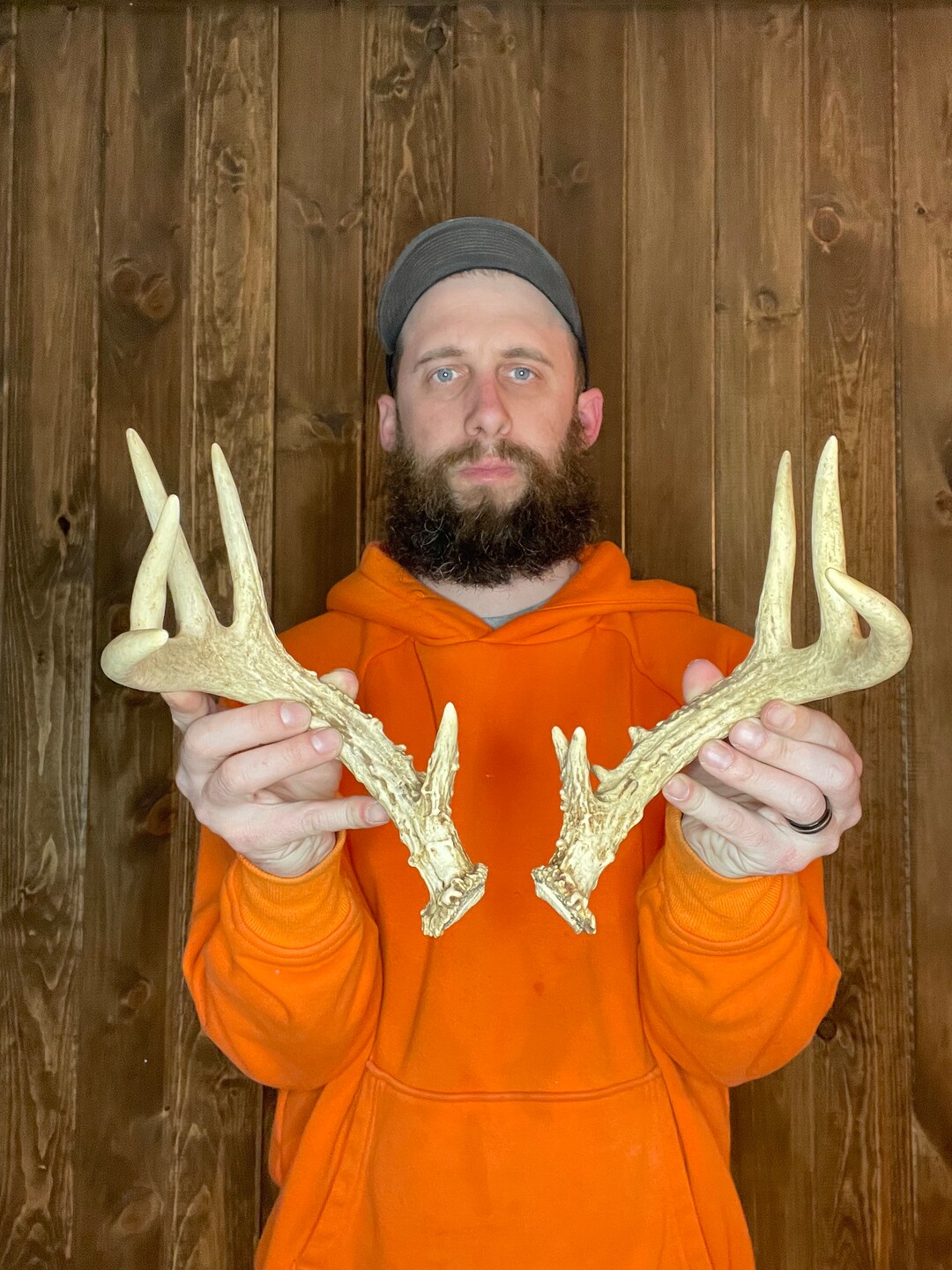 Nice Fat Naturally Shed 10pt Whitetail Antler Horn Deer Mount Taxidermy ...