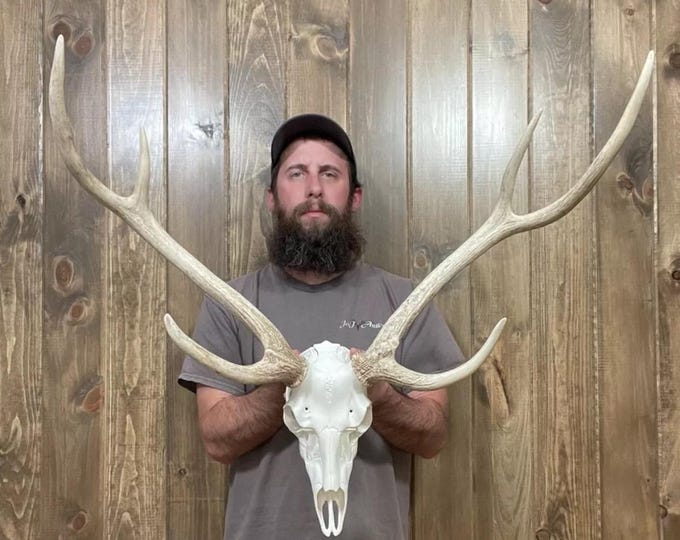 Dark Wide 3x3 Axis Antler Horn Deer Fake Skull Mount Taxidermy Rack Man ...