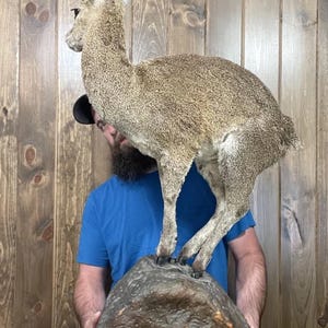 Decent Vintage Full Body Klipspringer Mount Horn African Antelope ...