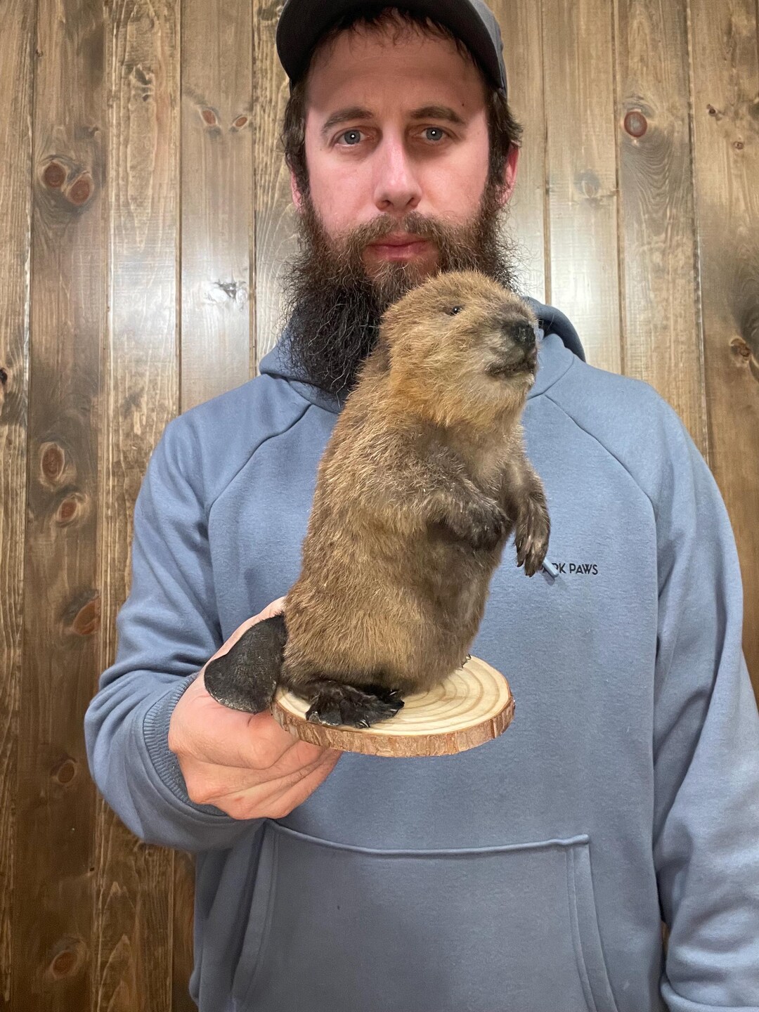 Beautiful Full Body Baby Beaver Mount on Driftwood Taxidermy Mammal Man ...
