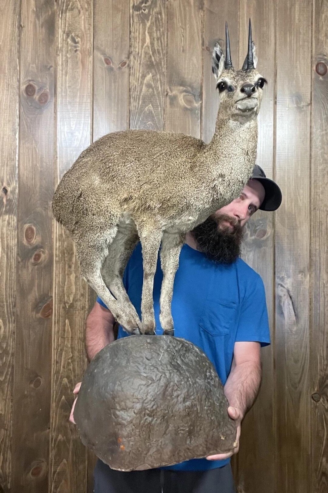 Decent Vintage Full Body Klipspringer Mount Horn African Antelope ...