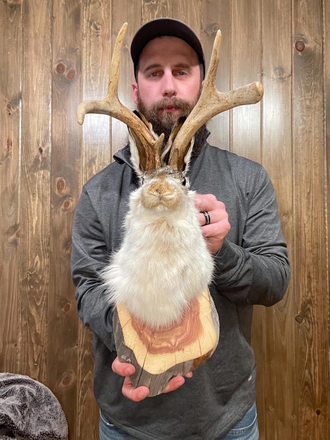 Beautiful Jackalope Shoulder Mount Antler Horn Taxidermy Mammal Man ...