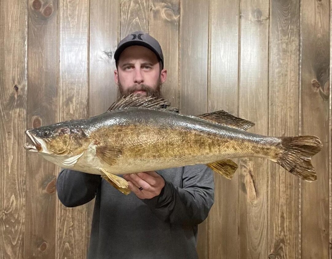 Huge Vintage 29 Walleye Real Skin Fish Mount Man Cave Cabin Decor ...