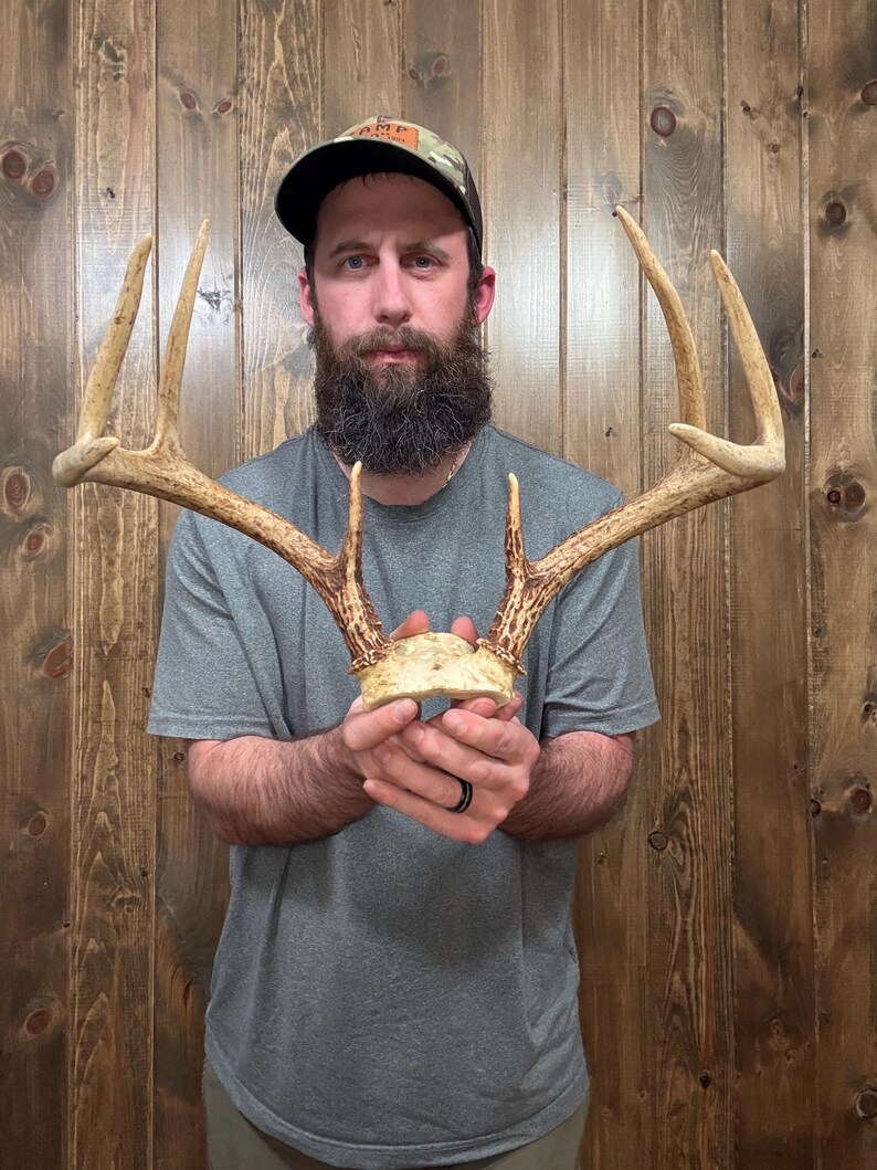 Dark Mini 8pt Whitetail Skull Cap Antler Horn Deer Mount Taxidermy Rack ...