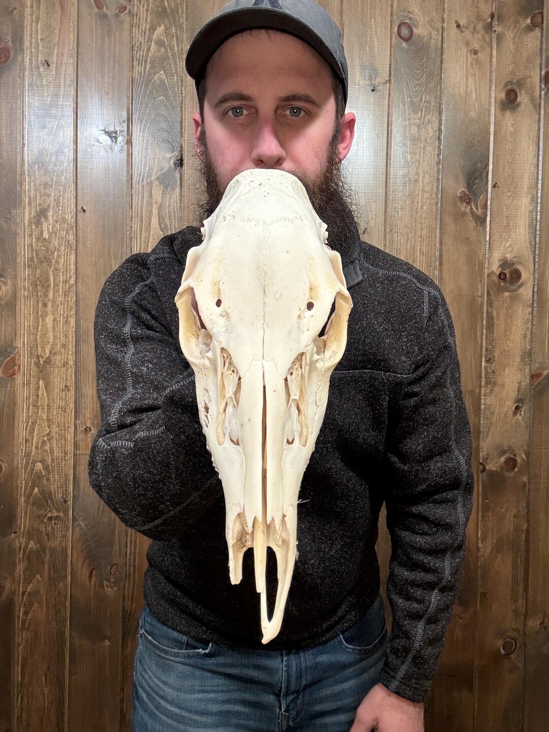 Real Whitetail Doe Skull Antler Horn Deer Mount Taxidermy Rack Cabin ...