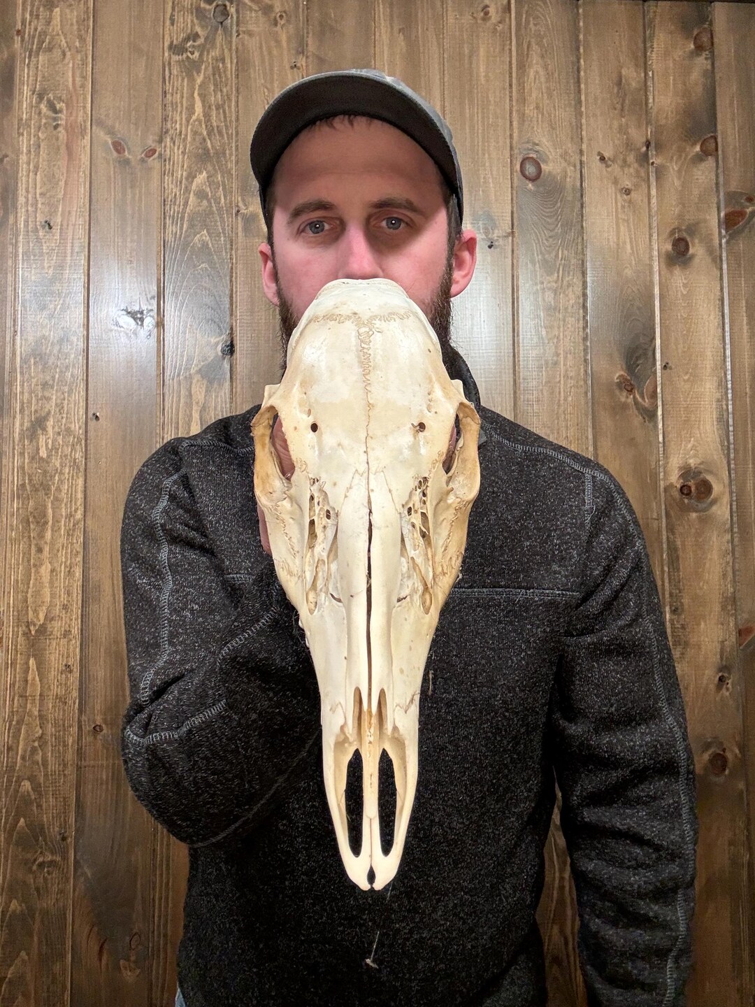 Real Whitetail Doe Skull Antler Horn Deer Mount Taxidermy Rack Cabin ...