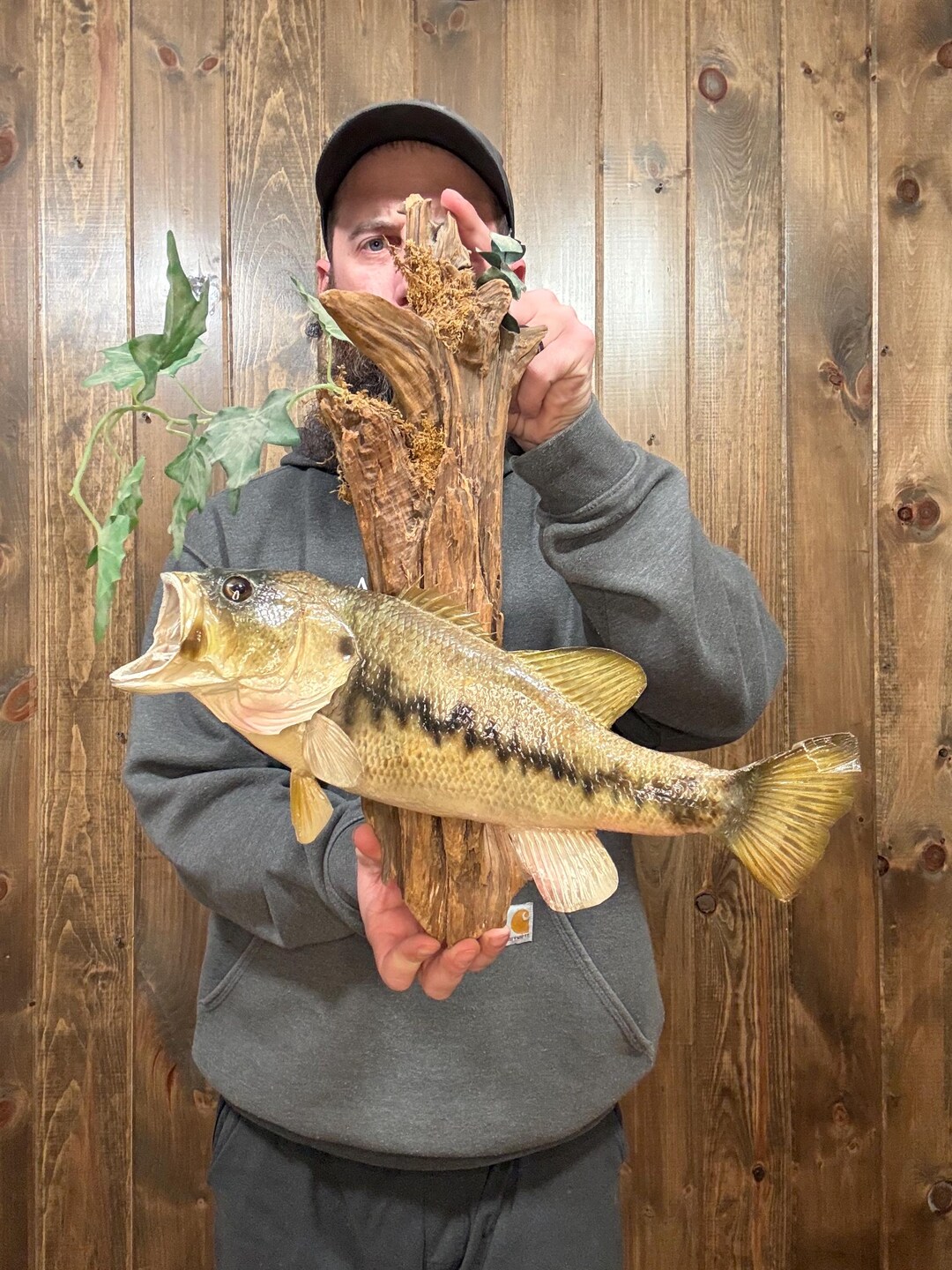 Vintage 15” Largemouth Bass Real Skin Fish Mount Man Cave Cabin Decor ...