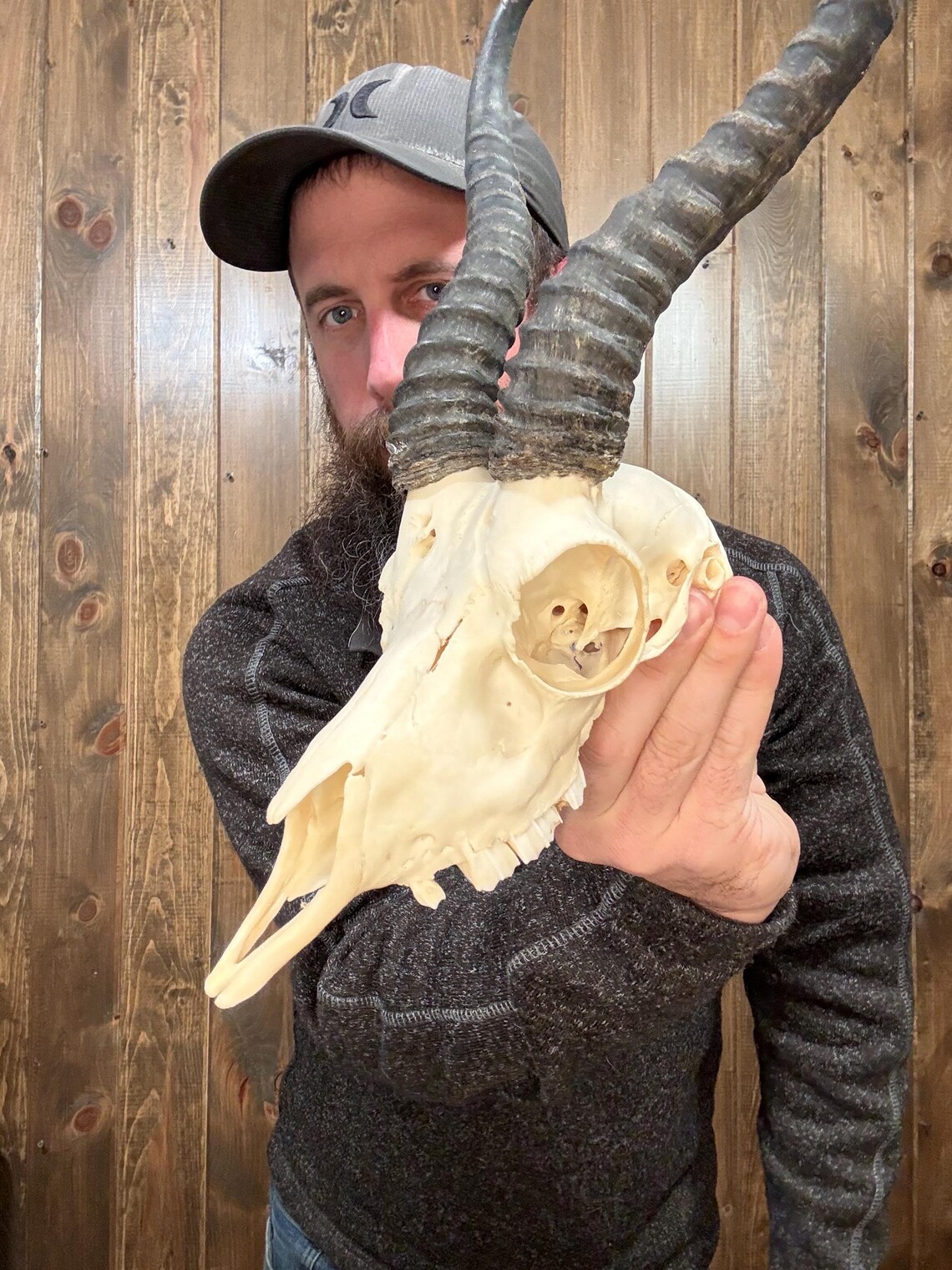 Real African Male Springbok Skull Horn Mount Taxidermy Man Cave Cabin ...