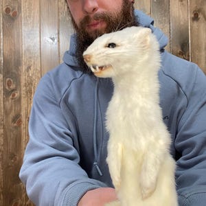Beautiful Full Body White Weasel Mount on Driftwood Taxidermy Mammal ...