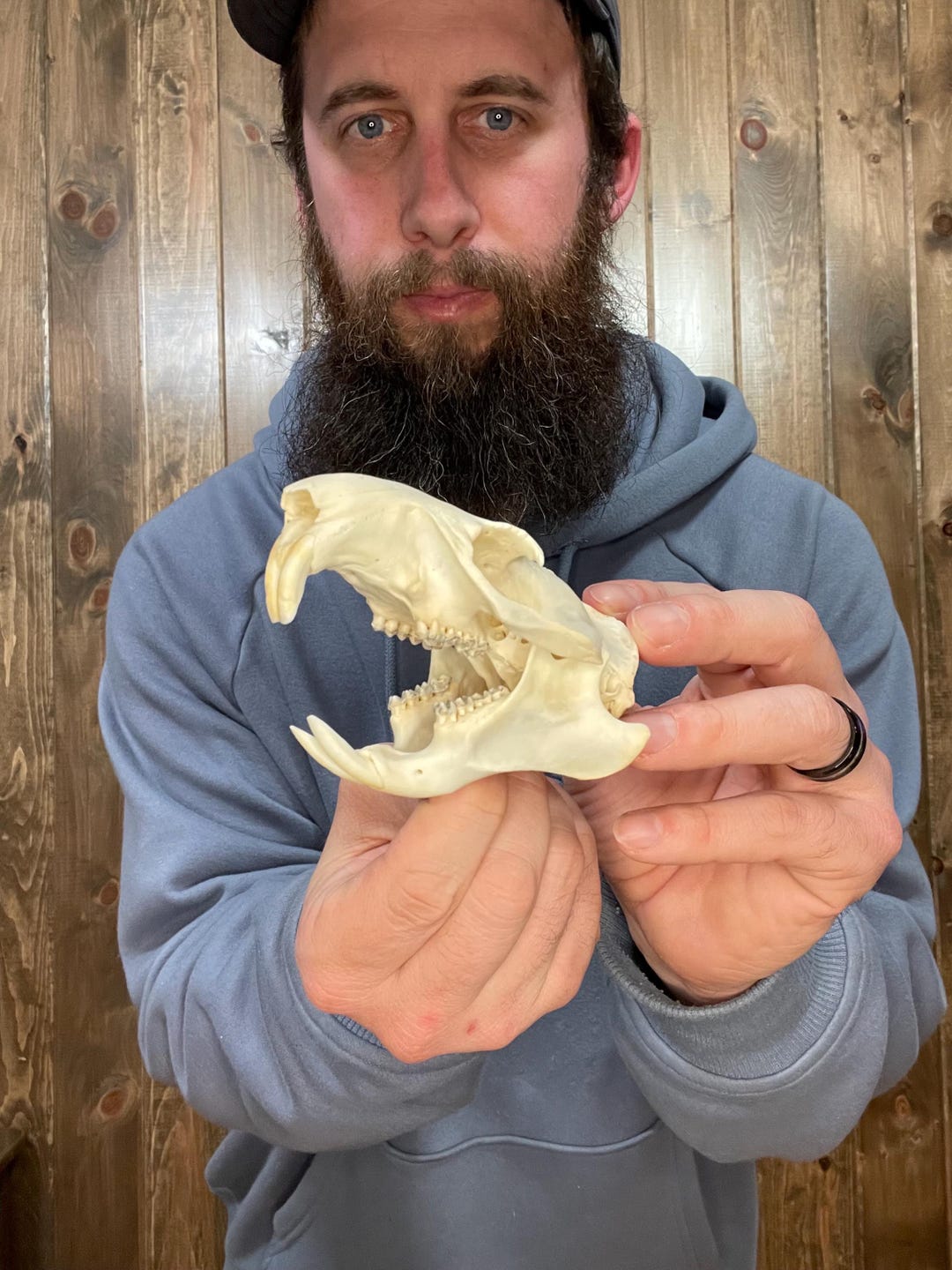 Real Ground Hog Skull Mount Taxidermy Man Cave Cabin Decor Mammal Craft ...