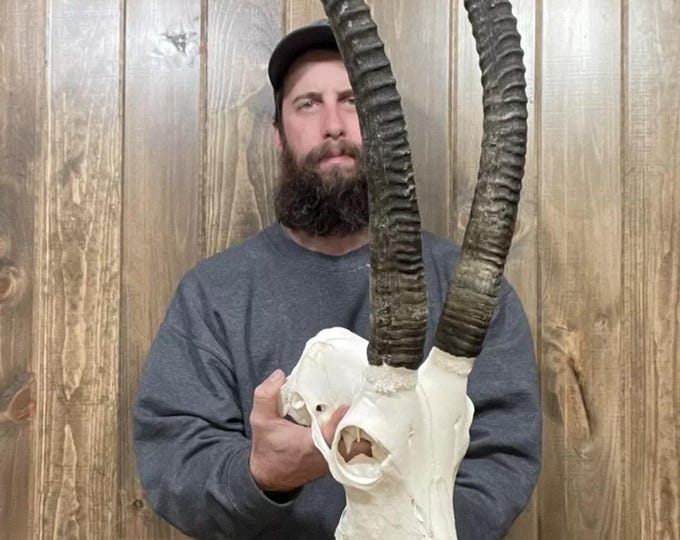 Big Real Female African Sable Skull 30 Horn Mount Taxidermy Man Cave ...