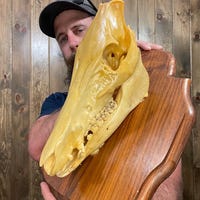 Real Wild Boar Pig Jaw With Medium Tusks Pig Teeth Man Cave Statement ...