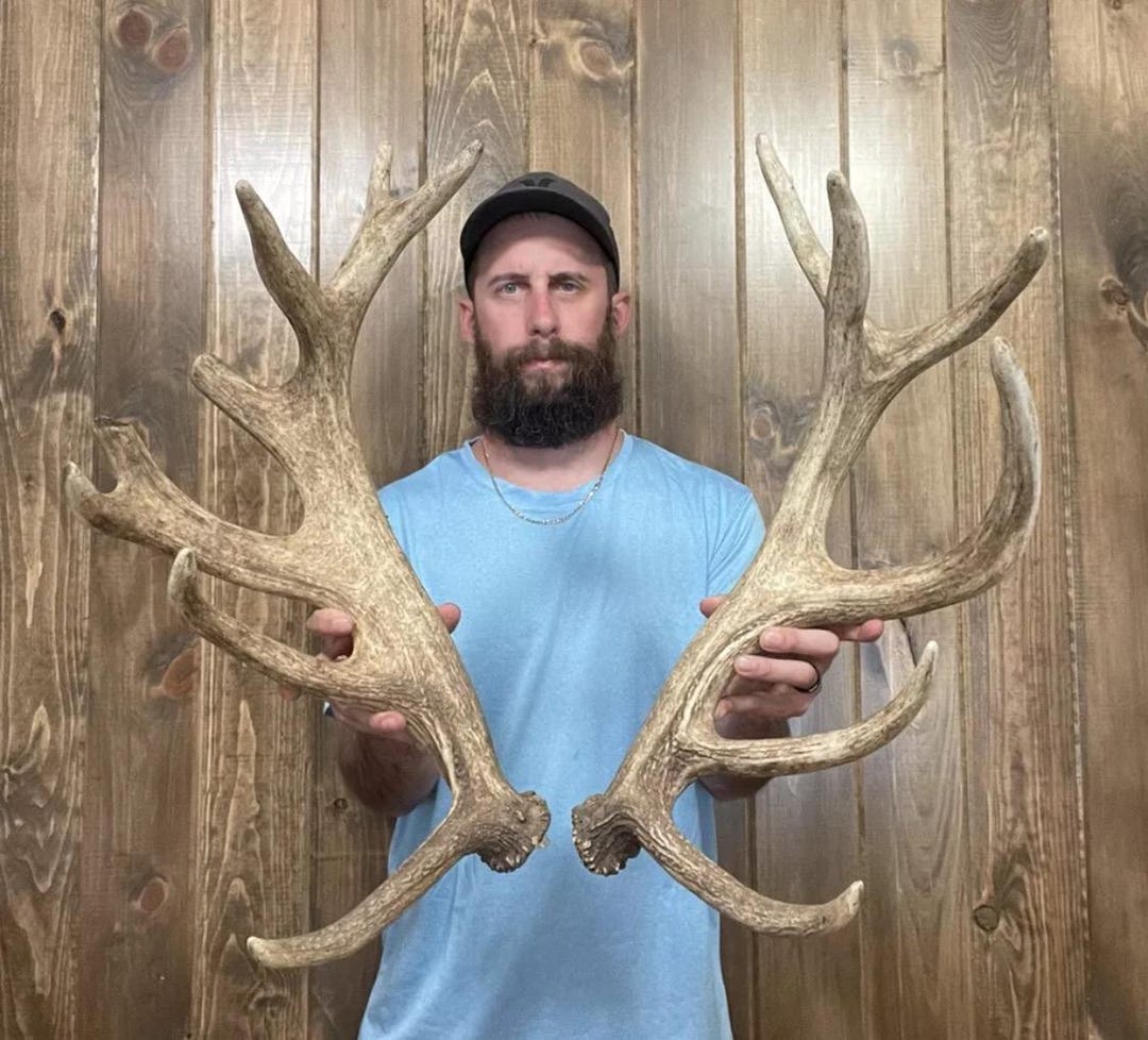 Big Massive 11pt Red Stag Shed 7lb+ Antler Horn Deer Mount Taxidermy ...