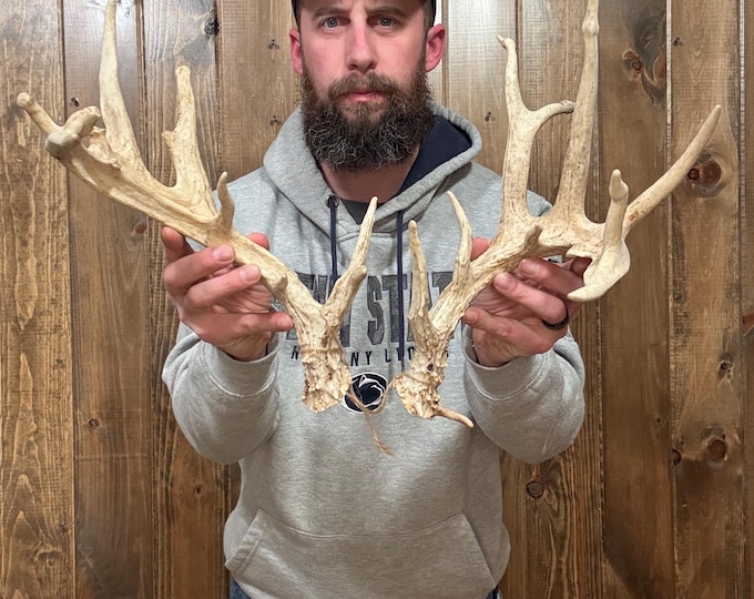 Fat Mini Freak 19pt Whitetail Shed Antler Horn Deer Mount Taxidermy - Etsy