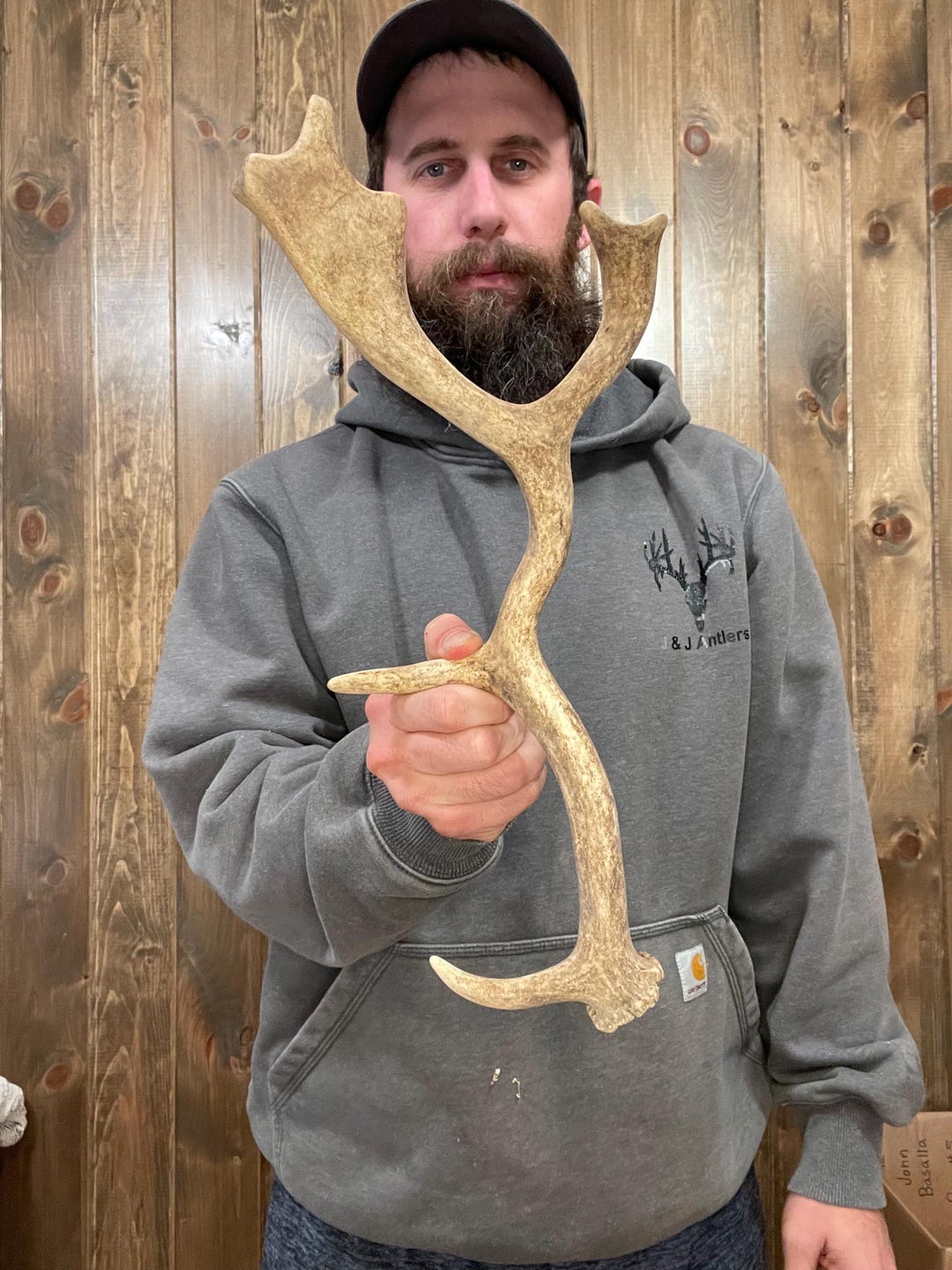 Dark Mini Fallow Shed Antler Horn Deer Mount Taxidermy Cabin Craft Man ...