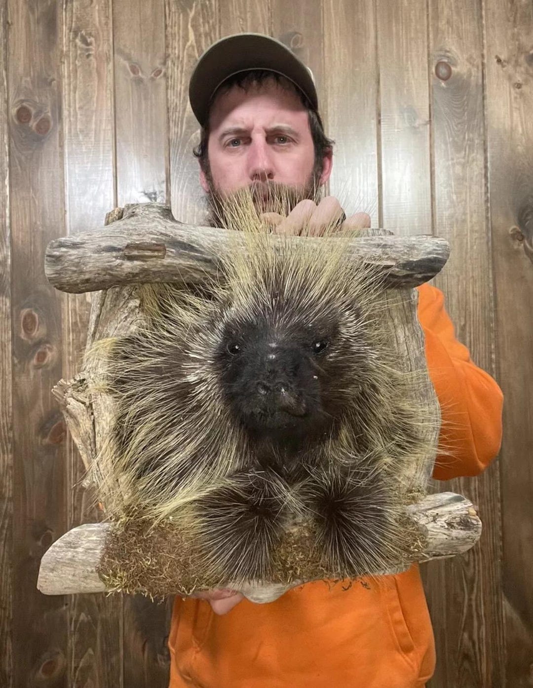 Beautiful Porcupine Shoulder “den” Mount Taxidermy Mammal Man Cave ...
