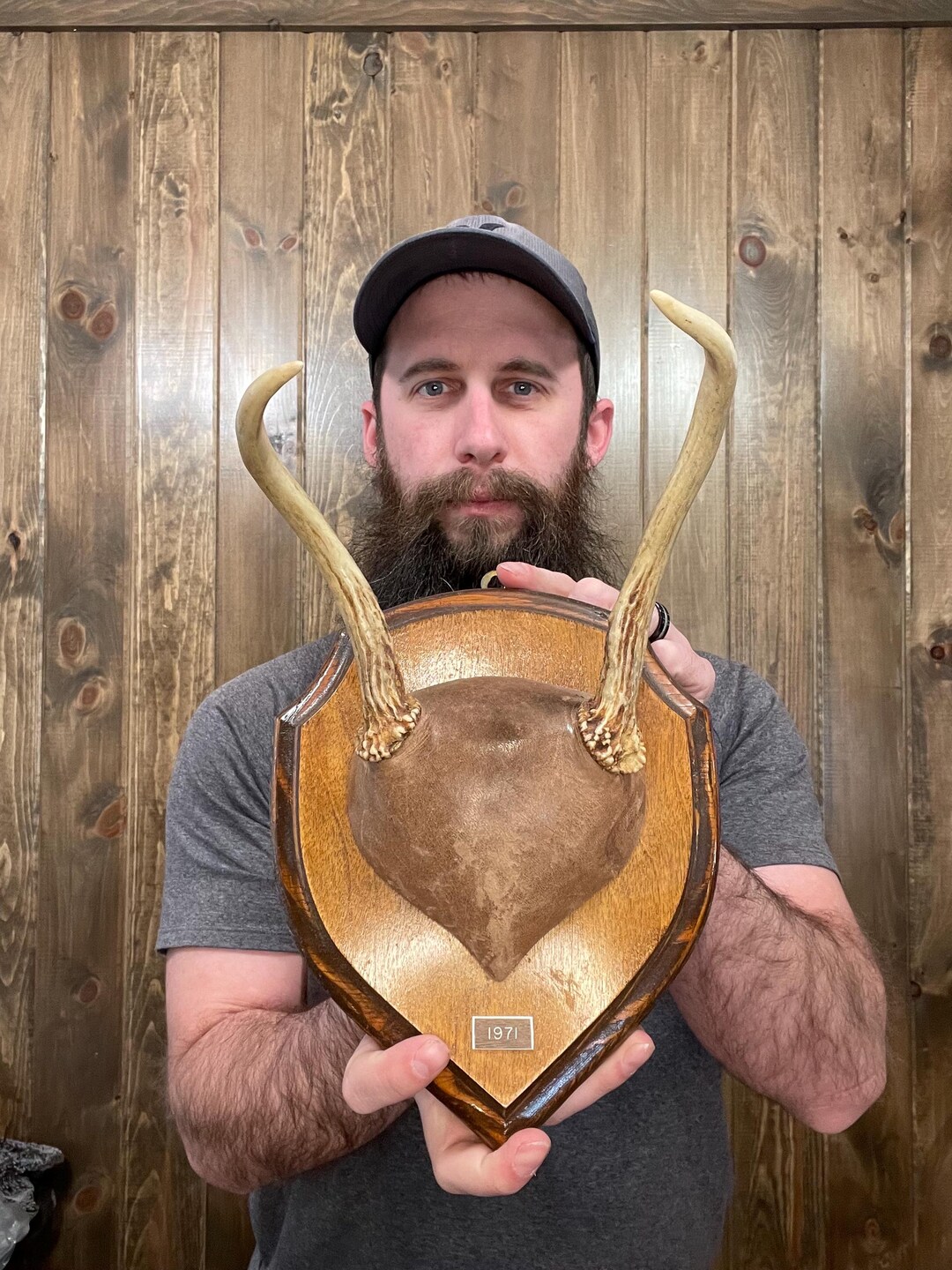 Vintage Spike Whitetail Skull Cap Antler Horn Deer Mount Taxidermy Rack ...