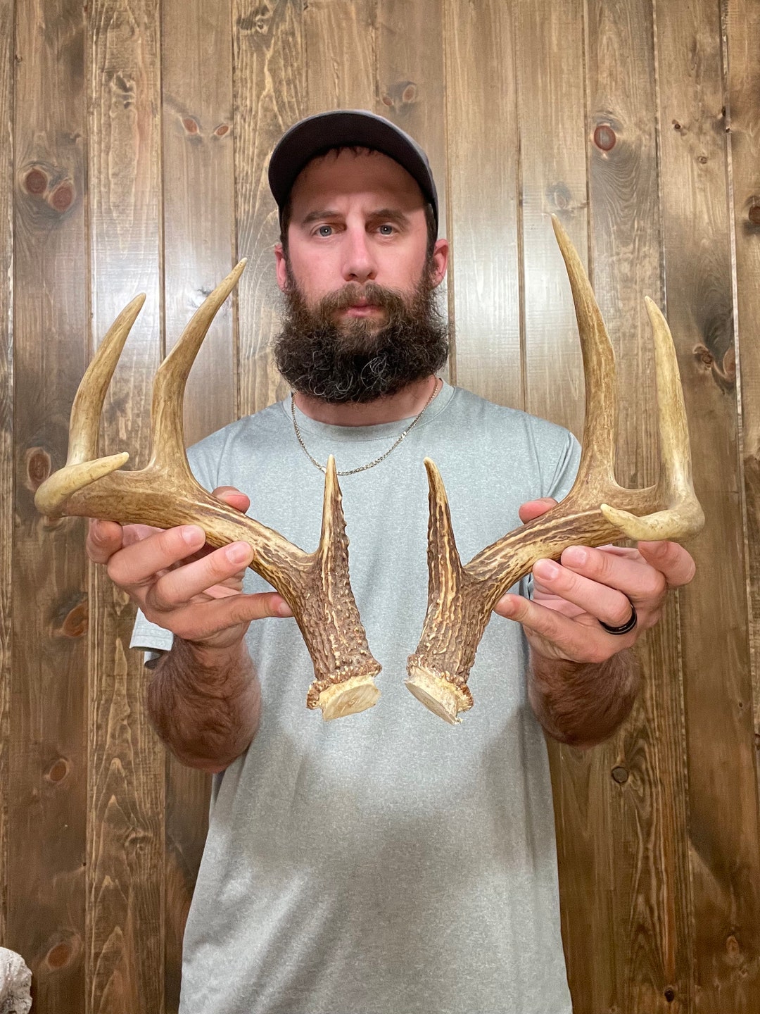 Dark Fat Mini 8pt Whitetail Cut Antler Horn Deer Mount Taxidermy Rack ...