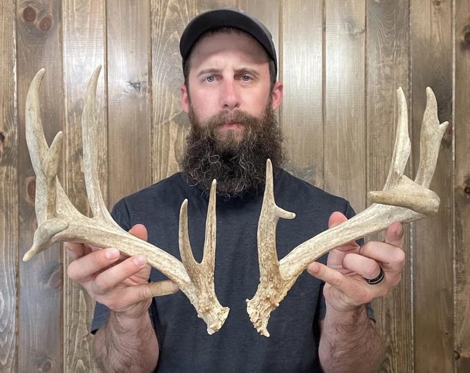 Fat Mini Freak 11pt Whitetail Shed Antler Horn Deer Mount Taxidermy - Etsy