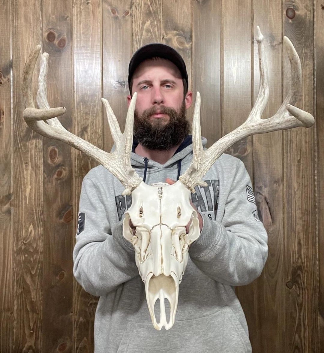 Nice Freak 11pt Whitetail Antler Horn Deer Fake Skull Mount Taxidermy ...