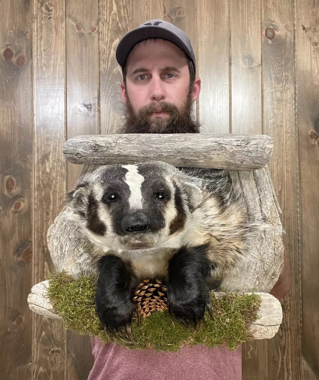 Beautiful Badger Shoulder “den” Mount Taxidermy Mammal Man Cave Cabin ...
