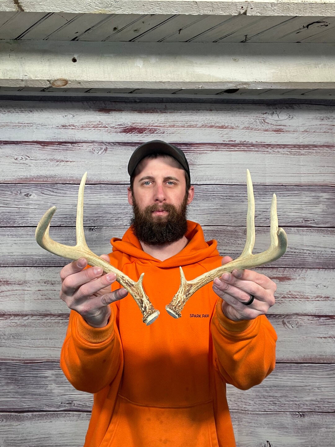 Dark Mini 8pt Whitetail Cut Antler Horn Deer Mount Taxidermy Rack Man ...