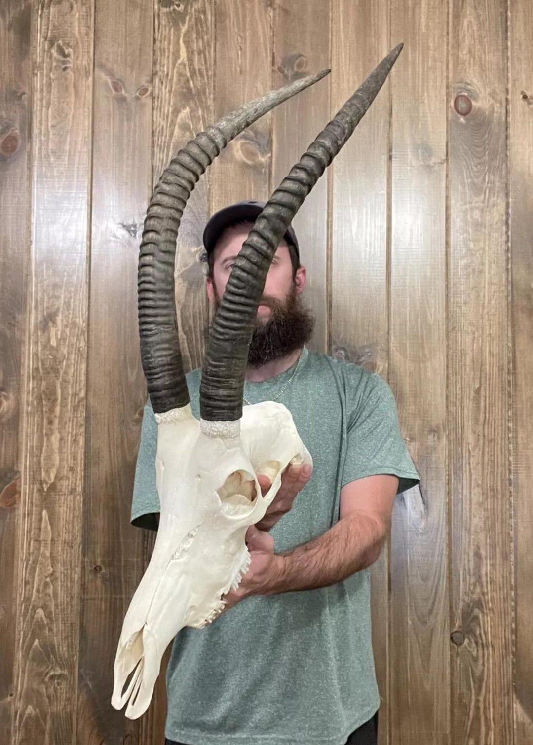 Nice Real Female African Sable Skull 24 Horn Mount Taxidermy Man Cave ...