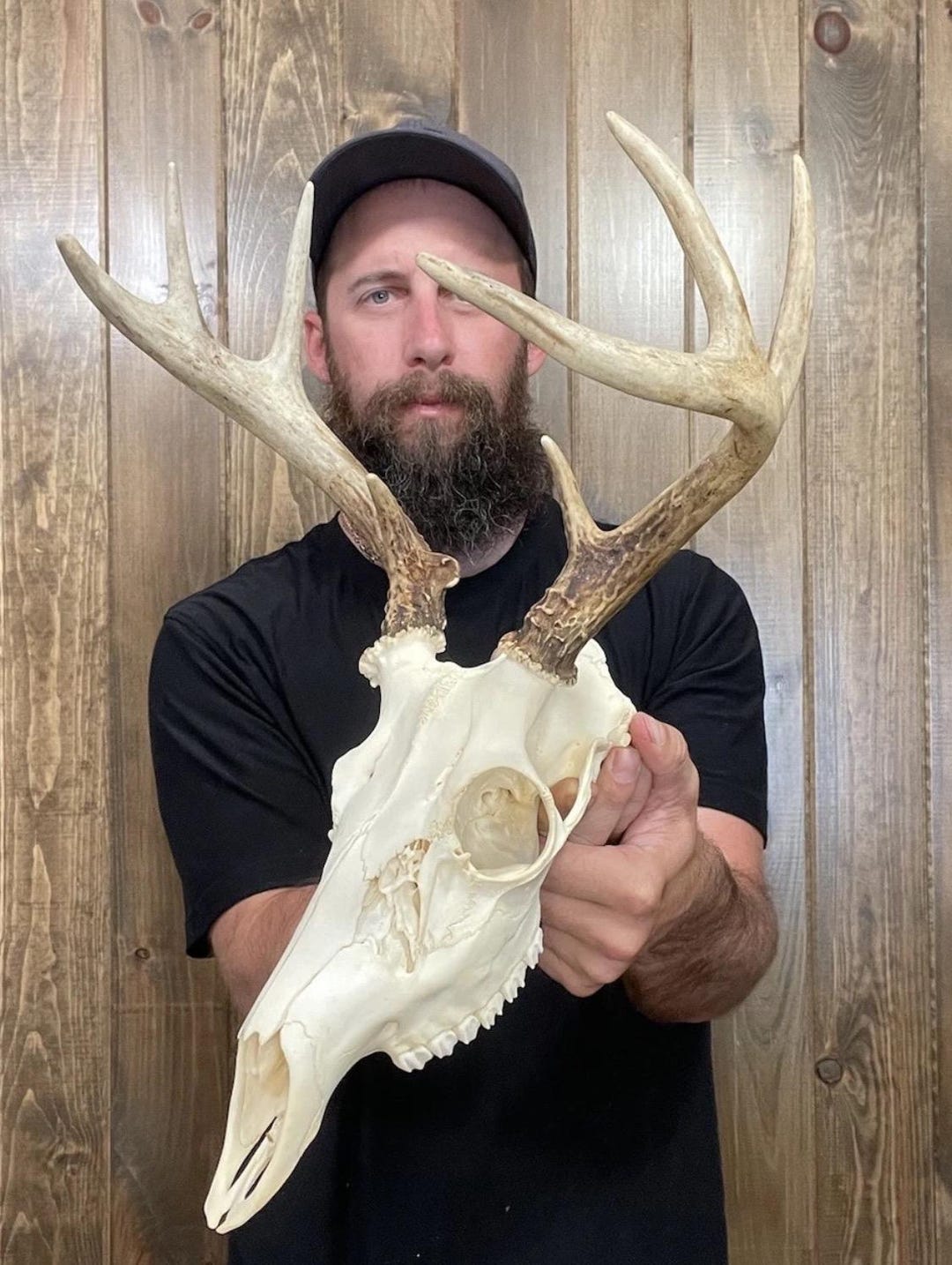 Dark Beautiful Real 8pt Whitetail Skull Antler Horn Deer Mount ...