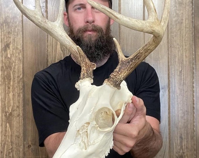 Dark Beautiful Real 8pt Whitetail Skull Antler Horn Deer Mount ...
