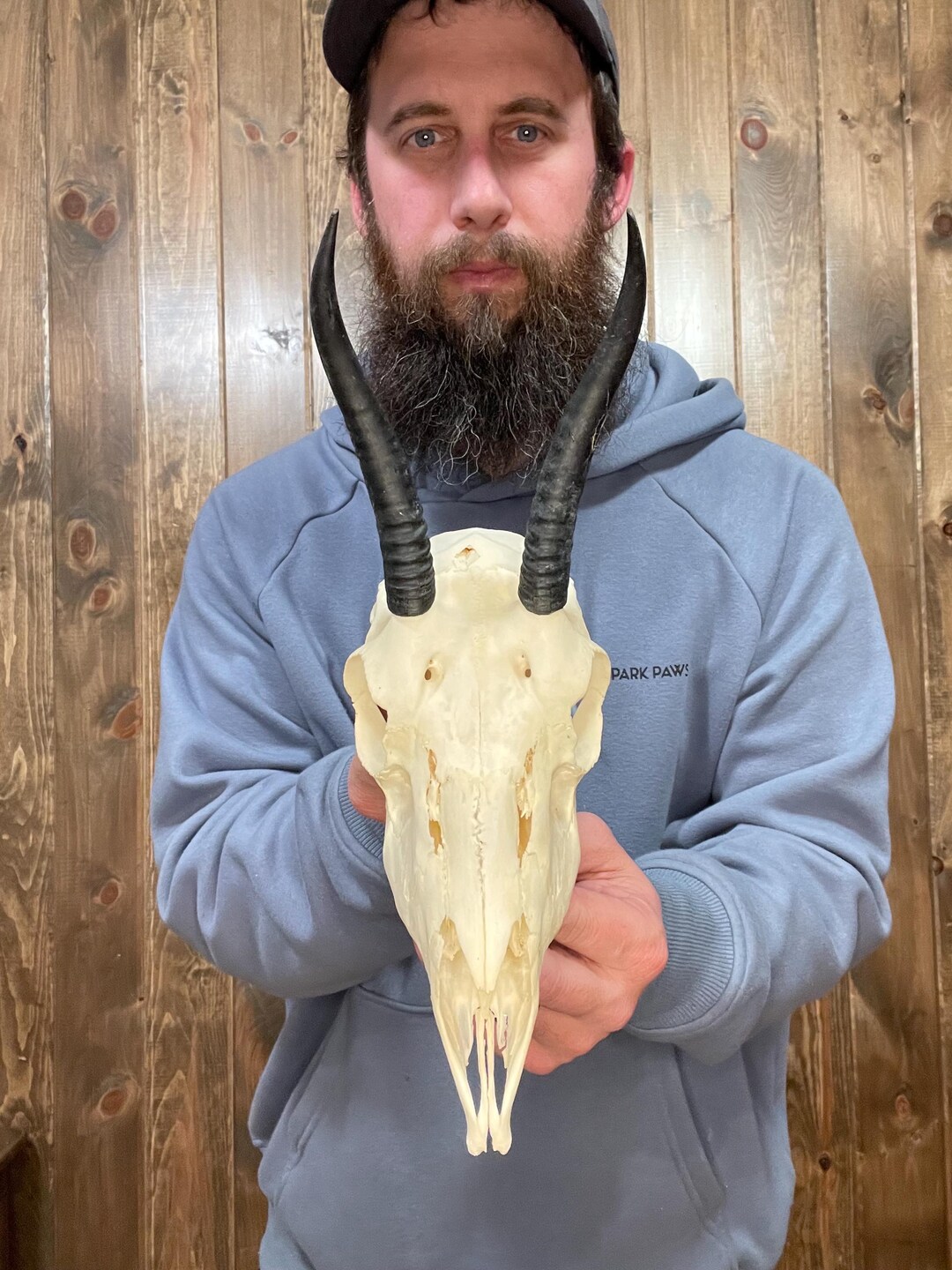 Real Female Springbok Skull Horn Mount Taxidermy Man Cave Cabin Decor ...