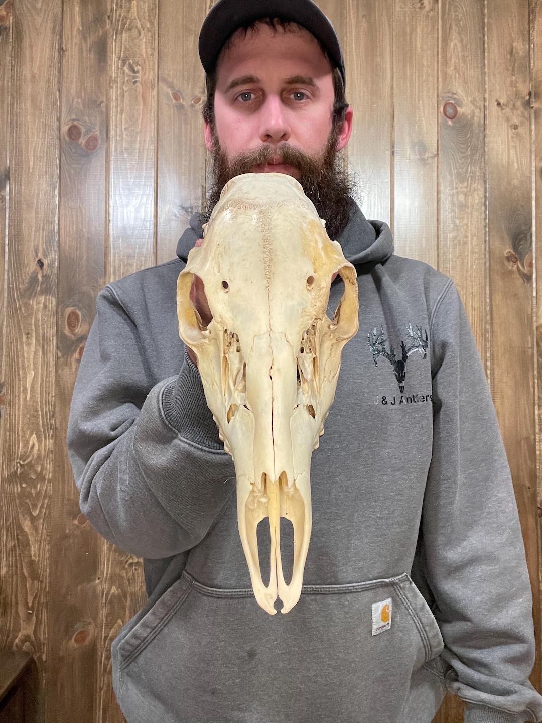 Real Whitetail Doe Skull Antler Horn Deer Mount Taxidermy Rack Cabin ...